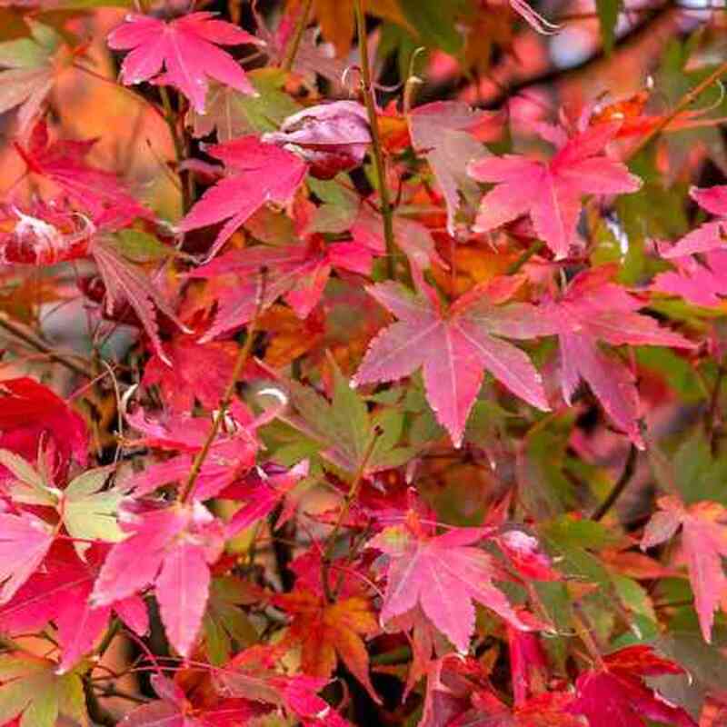 Arțar Japonez (Acer palmatum) | Plantă ornamentală cu frunze roșii și ...